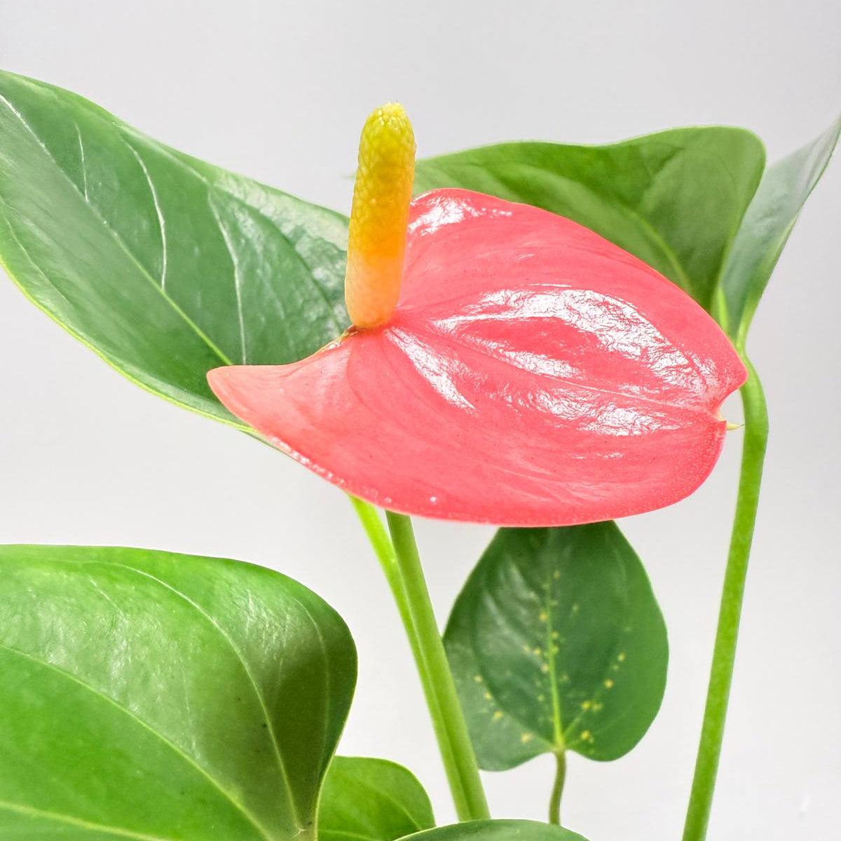 Buy Anthurium Amanthi | Rare & Exotic Plant