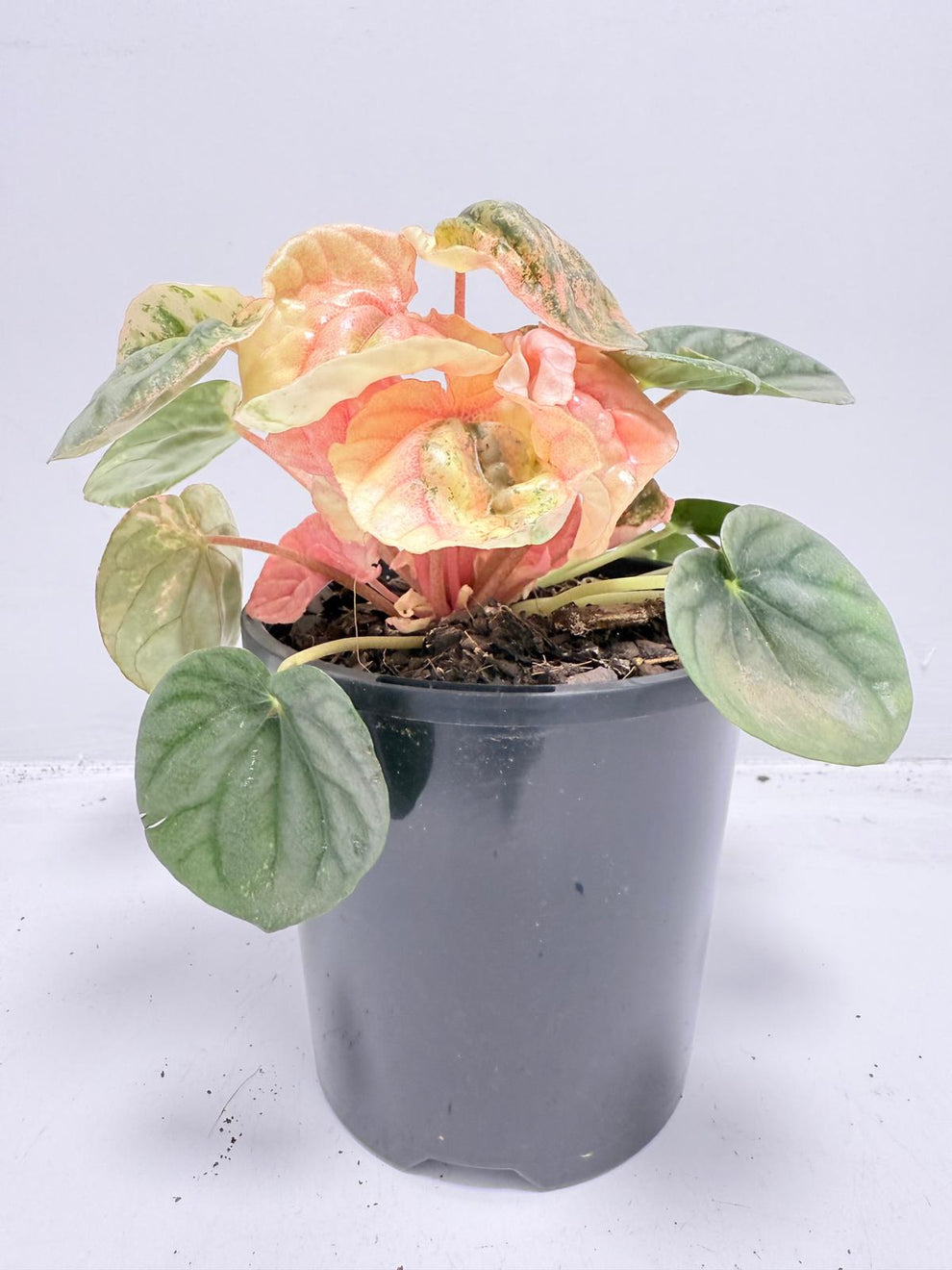 Buy Peperomia Pink Lady | Variegated Indoor Plant