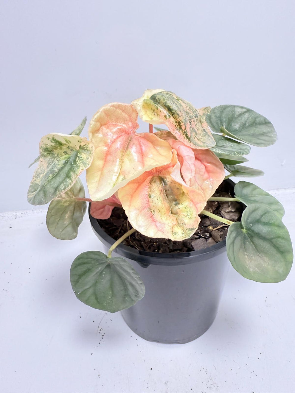 Buy Peperomia Pink Lady | Variegated Indoor Plant