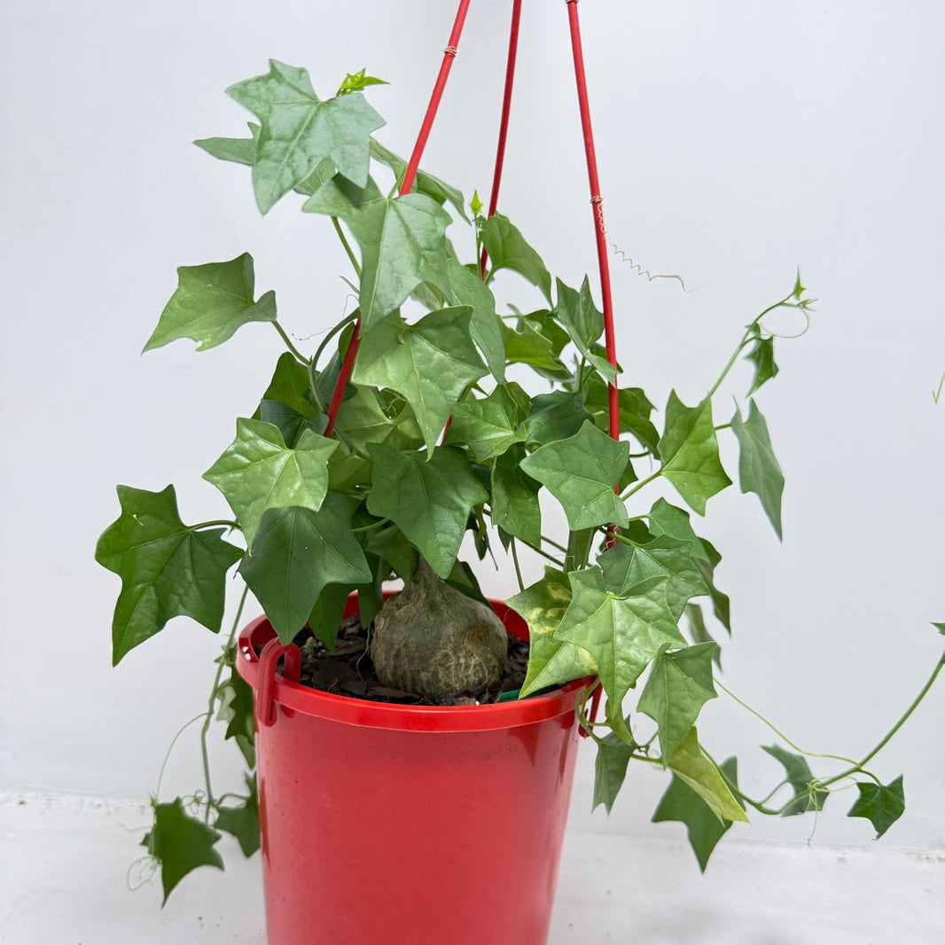 Buy Caudex Plants | Rare & Exotic Caudex Plants
