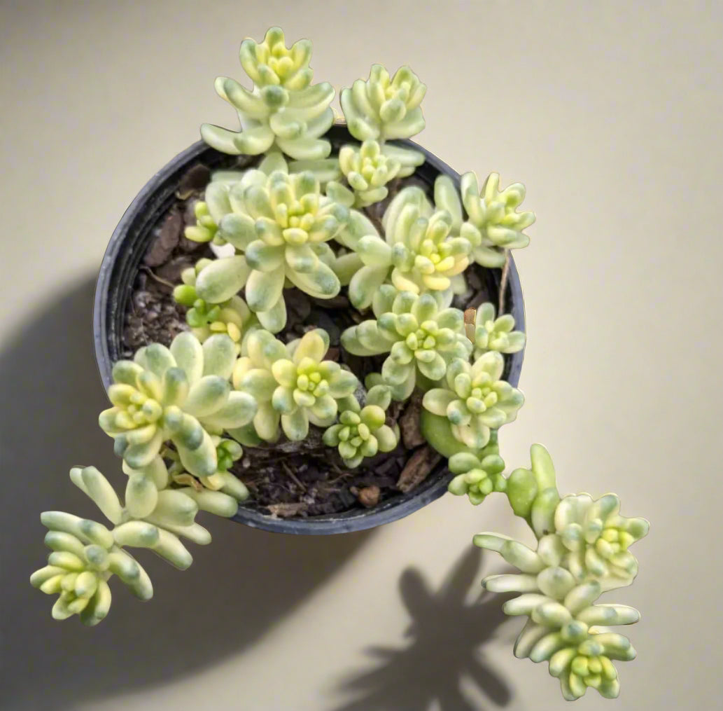 Sedum 'Golden Rice' | Golden Groundcover Succulent