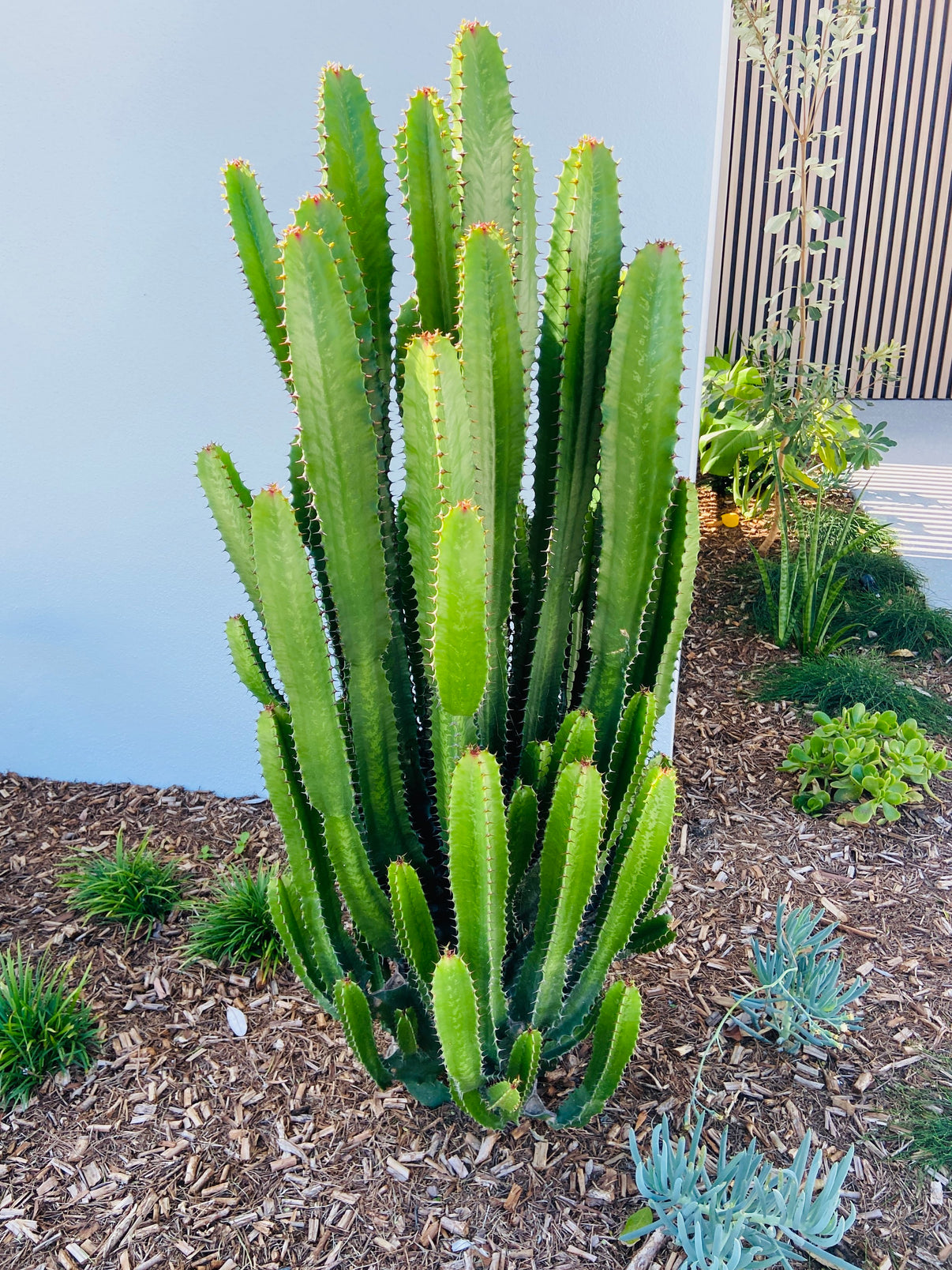 Buy Cowboy Cactus | Euphorbia Cowboy Plant