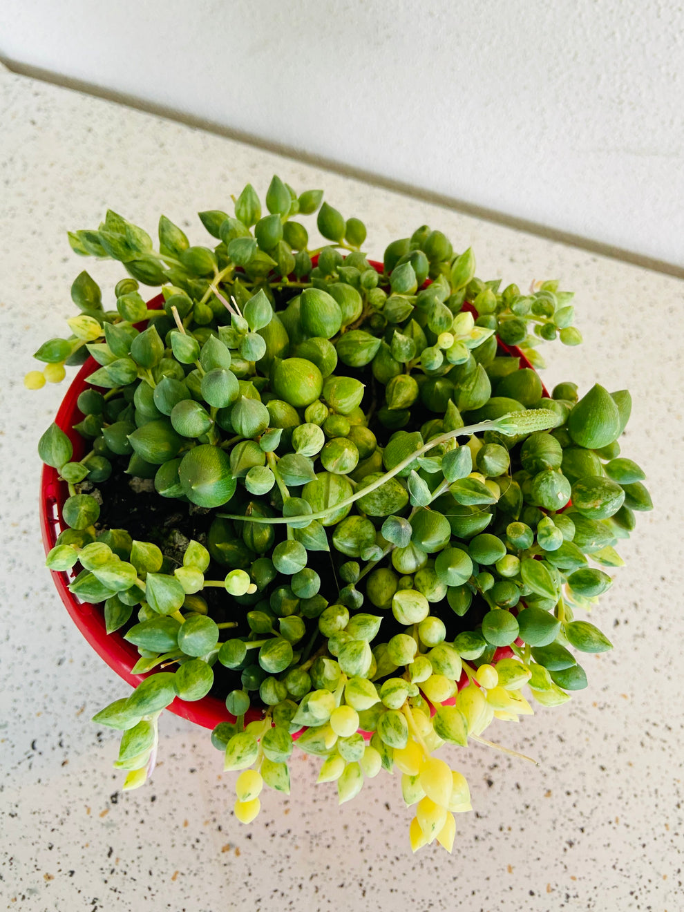 Buy Senecio Angels Tears Variegated | Hanging Succulent