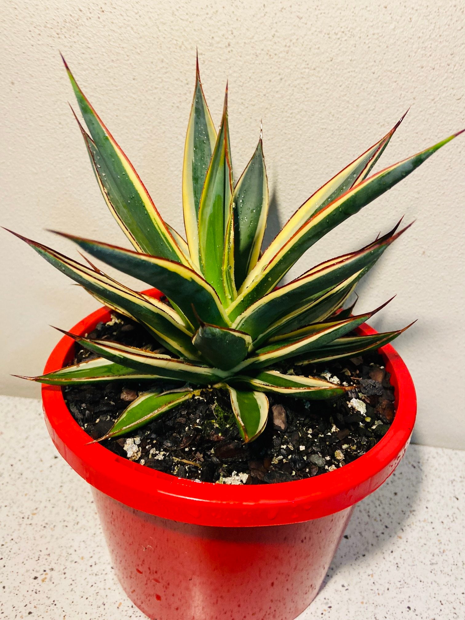 Buy Agave Snow glow in Australia online