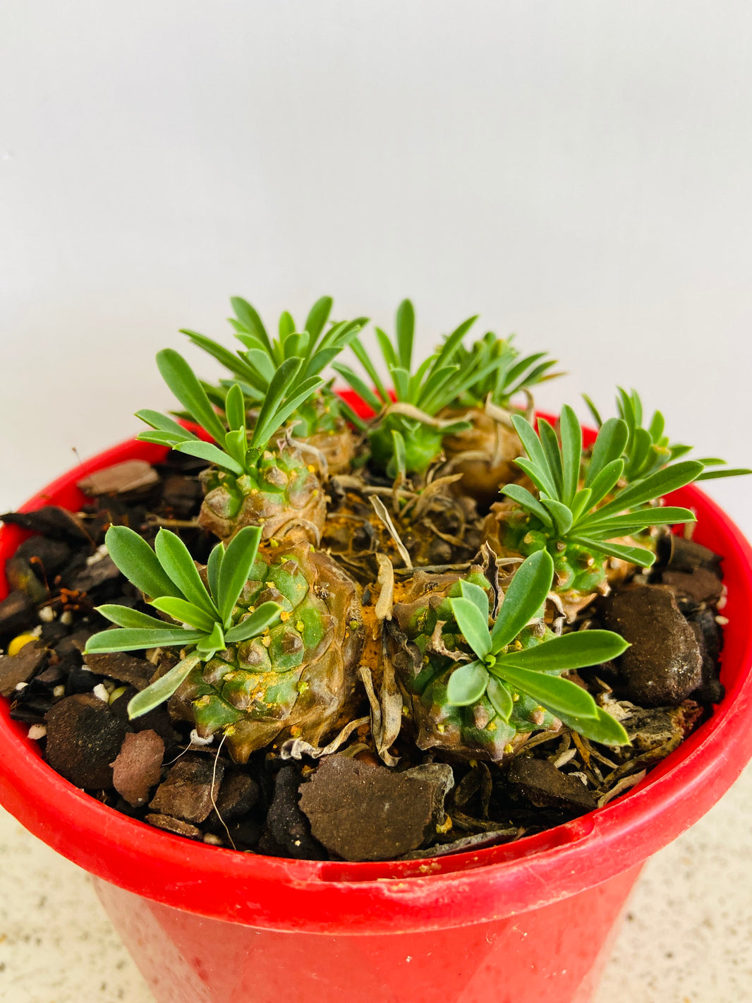 Buy Caudex Plants | Rare & Exotic Caudex Plants