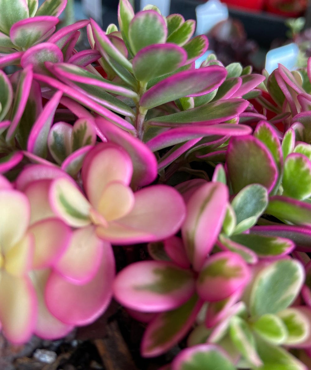 Portulaca Variegated Sunjewels