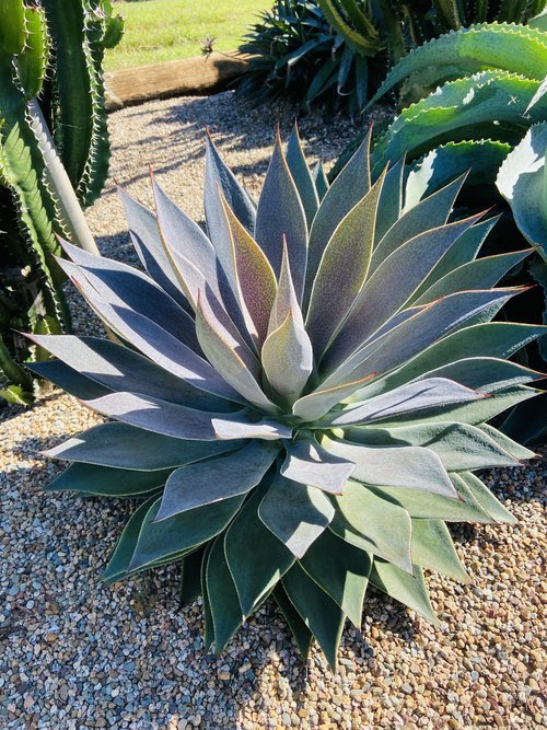 Buy Mangave 'Lavender Lady' | Indoor & Outdoor Plant