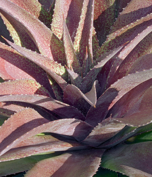 Buy Mangave Red Wing in Australia online – Succulents Online