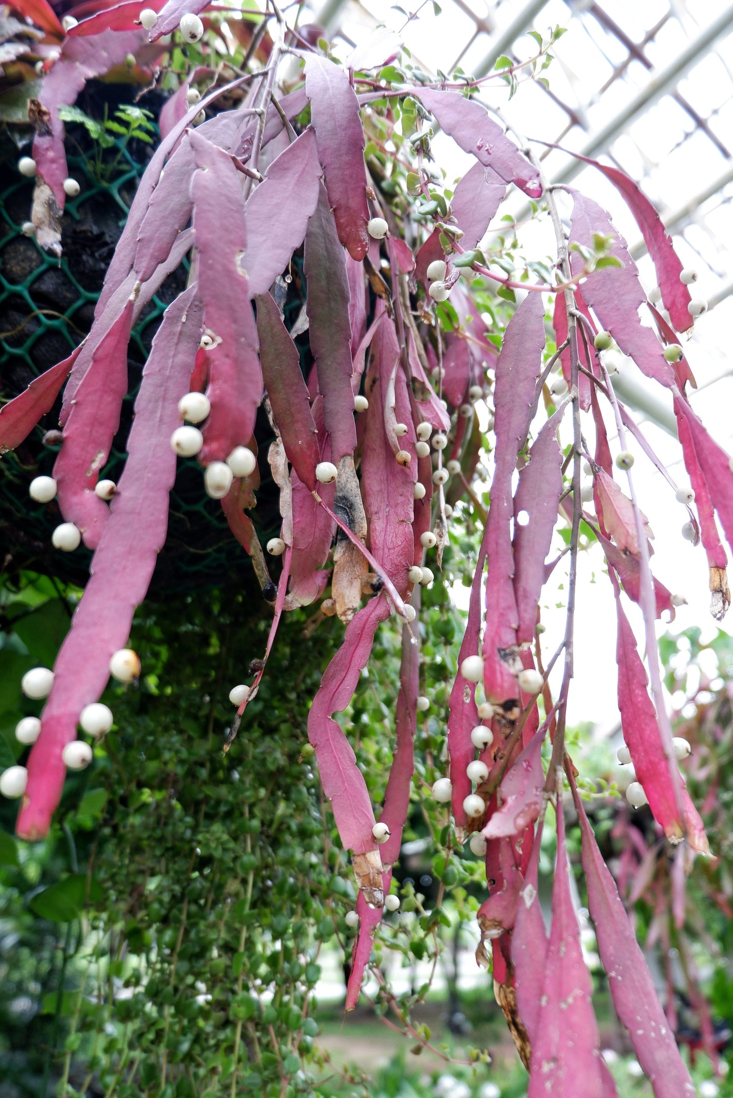 Buy Rhipsalis ramulosa Red Coral | Hanging Cactus AU