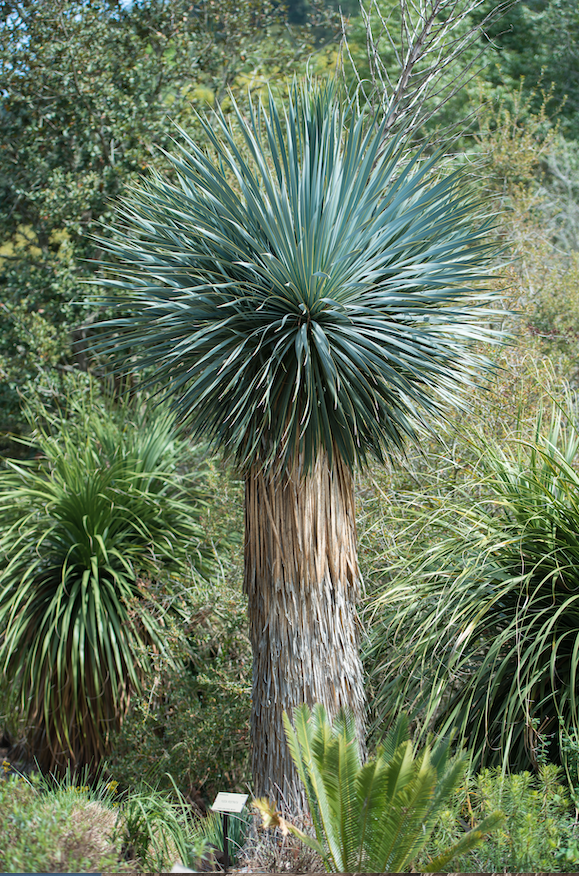 Buy Yucca Rostrata in Australia online