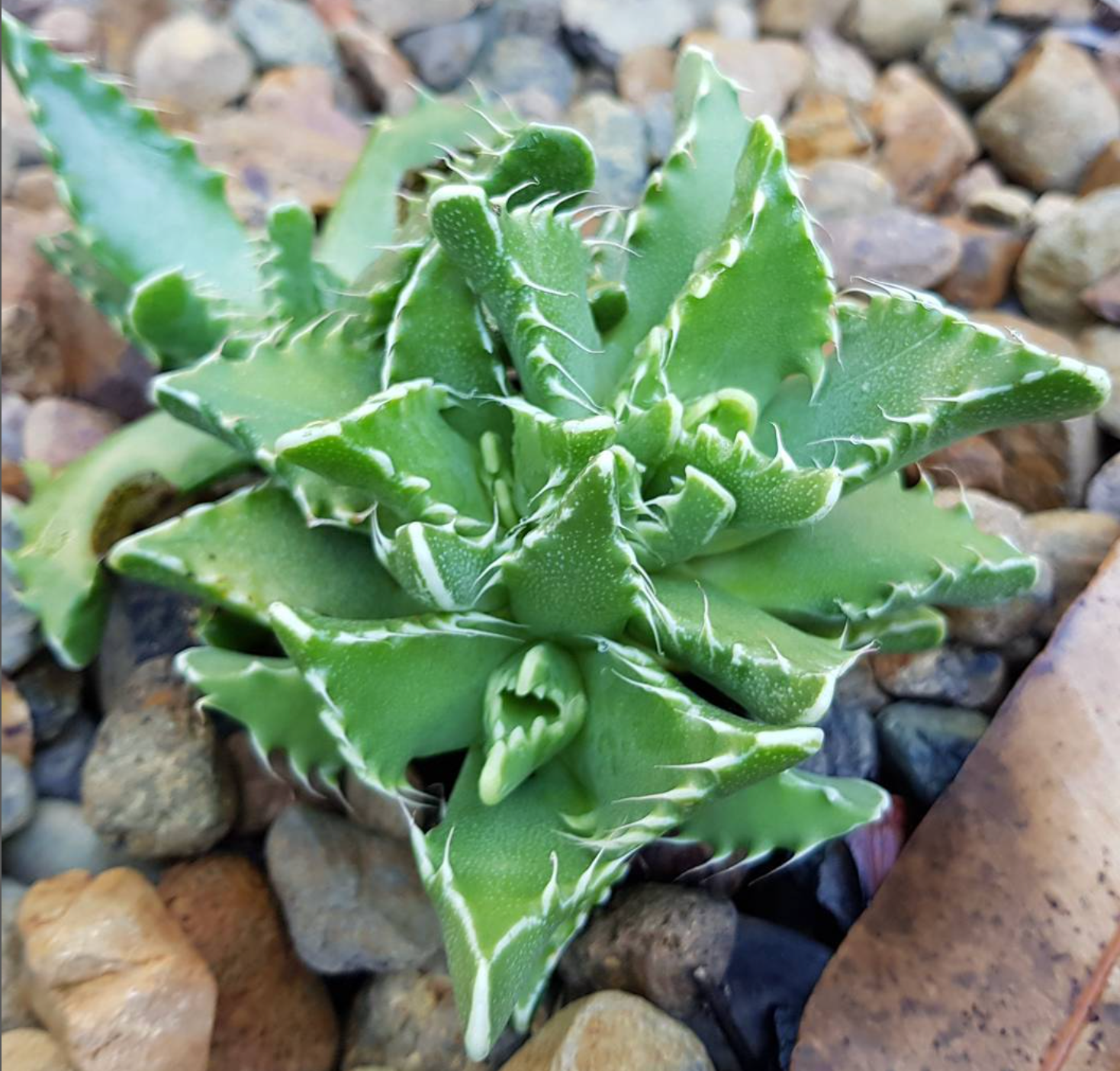 Faucaria Tiger's Jaw Succulent | Buy Online Australia