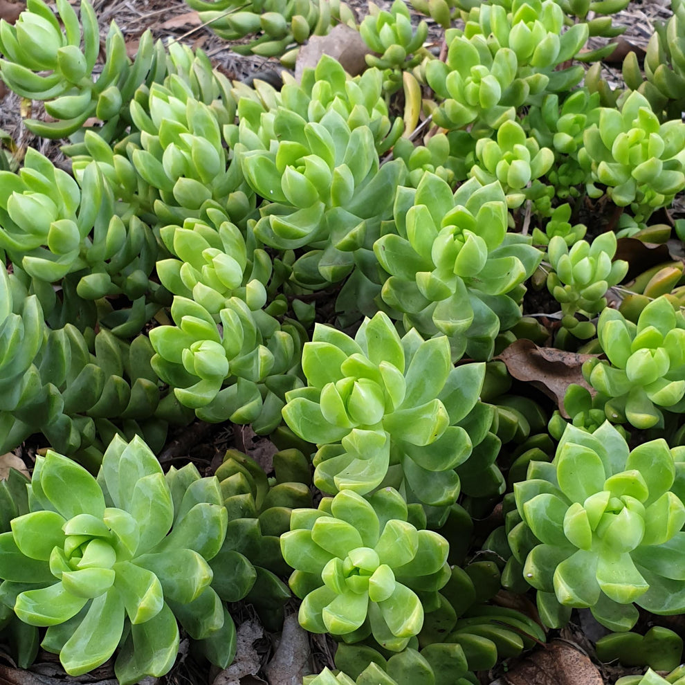 Buy Sedum Golden Goddess Succulent | Indoor & Outdoor