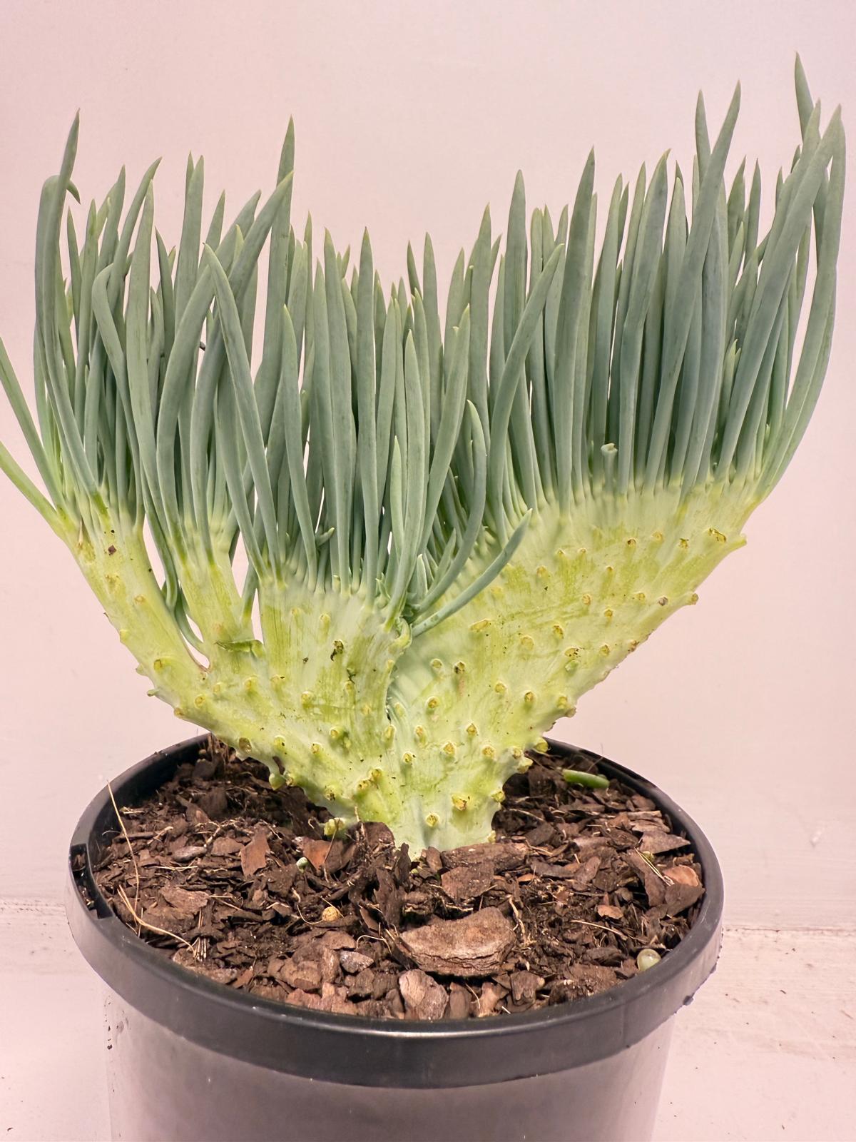 Mermaid Tail : Crested Senecio Talinoides - Narrow Leaf Chalk Stick #5