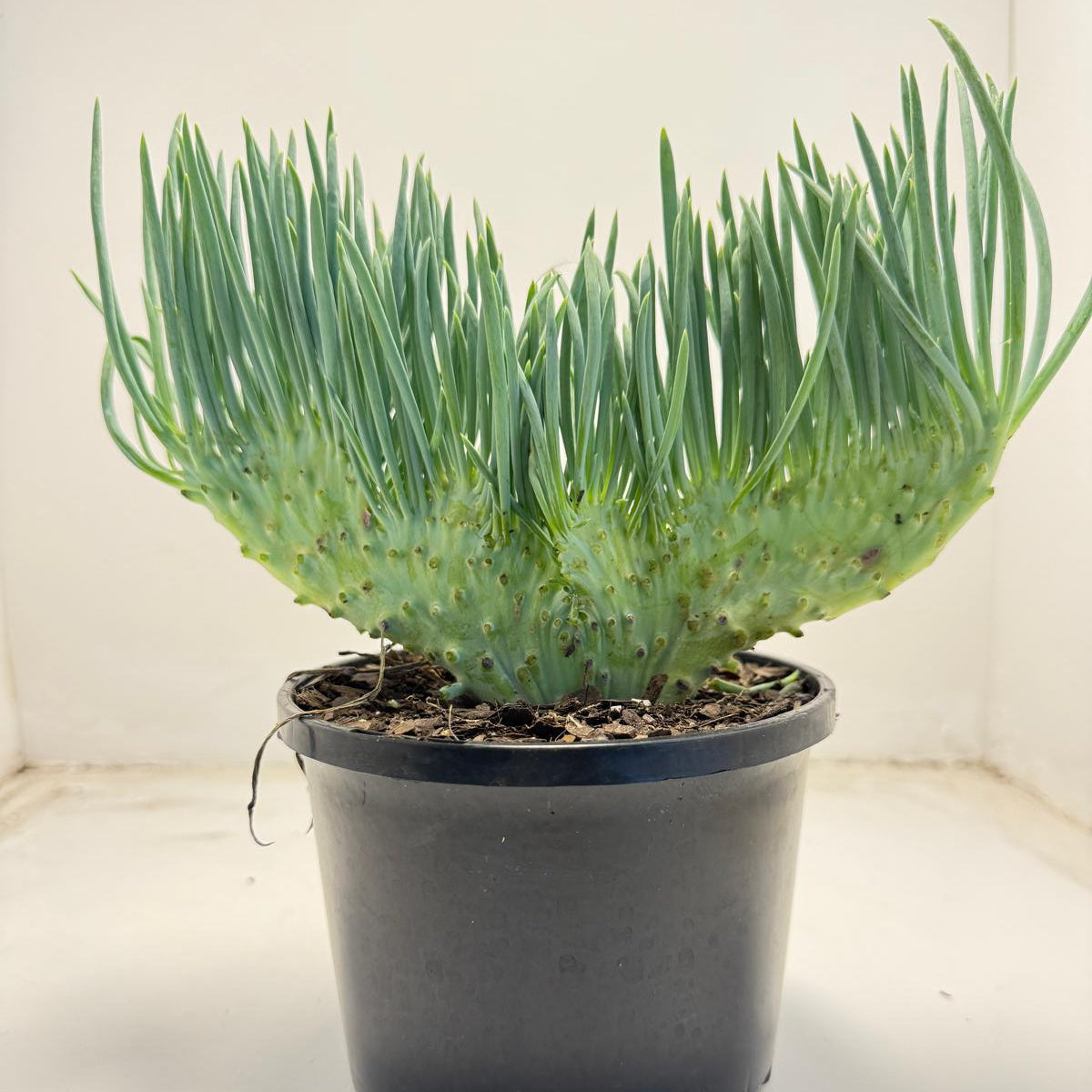 Mermaid Tail : Crested Senecio Talinoides - Narrow Leaf Chalk Stick #7