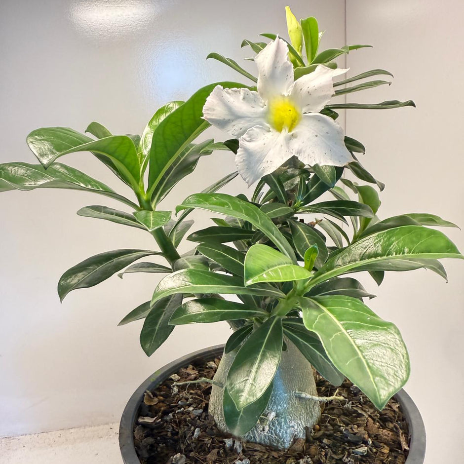 Buy Adenium | Indoor & Outdoor Plants