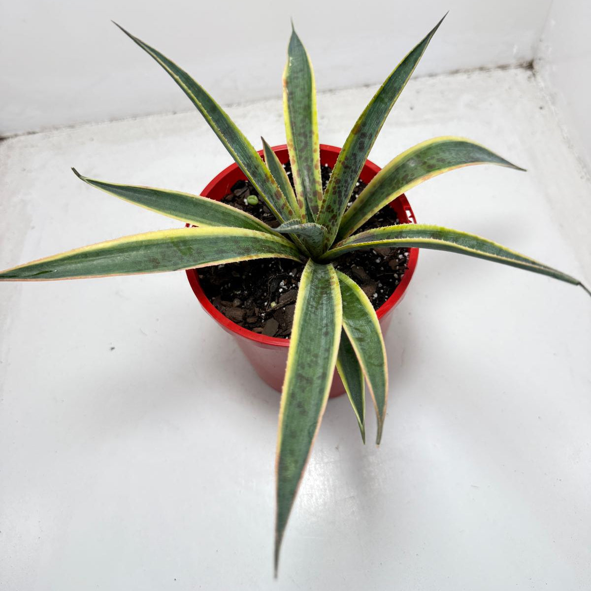 Buy Agave Lemon Splice Online | Variegated Agave
