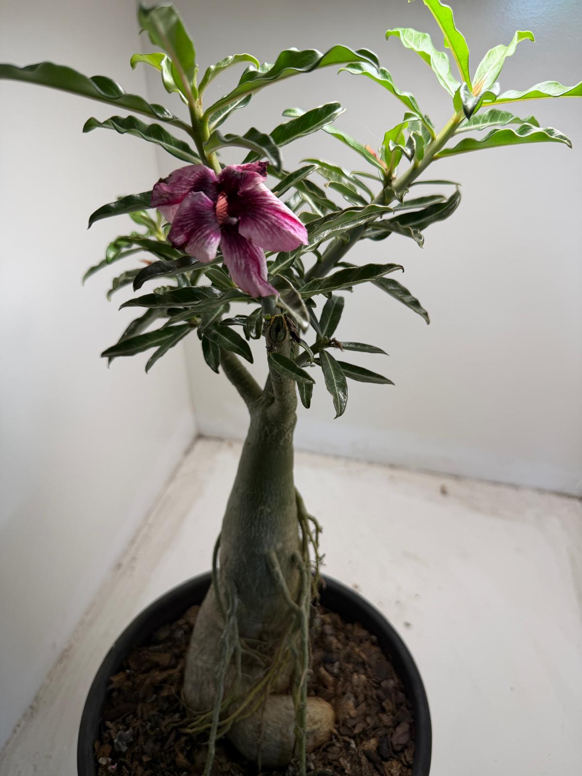 Buy Adenium | Indoor & Outdoor Plants