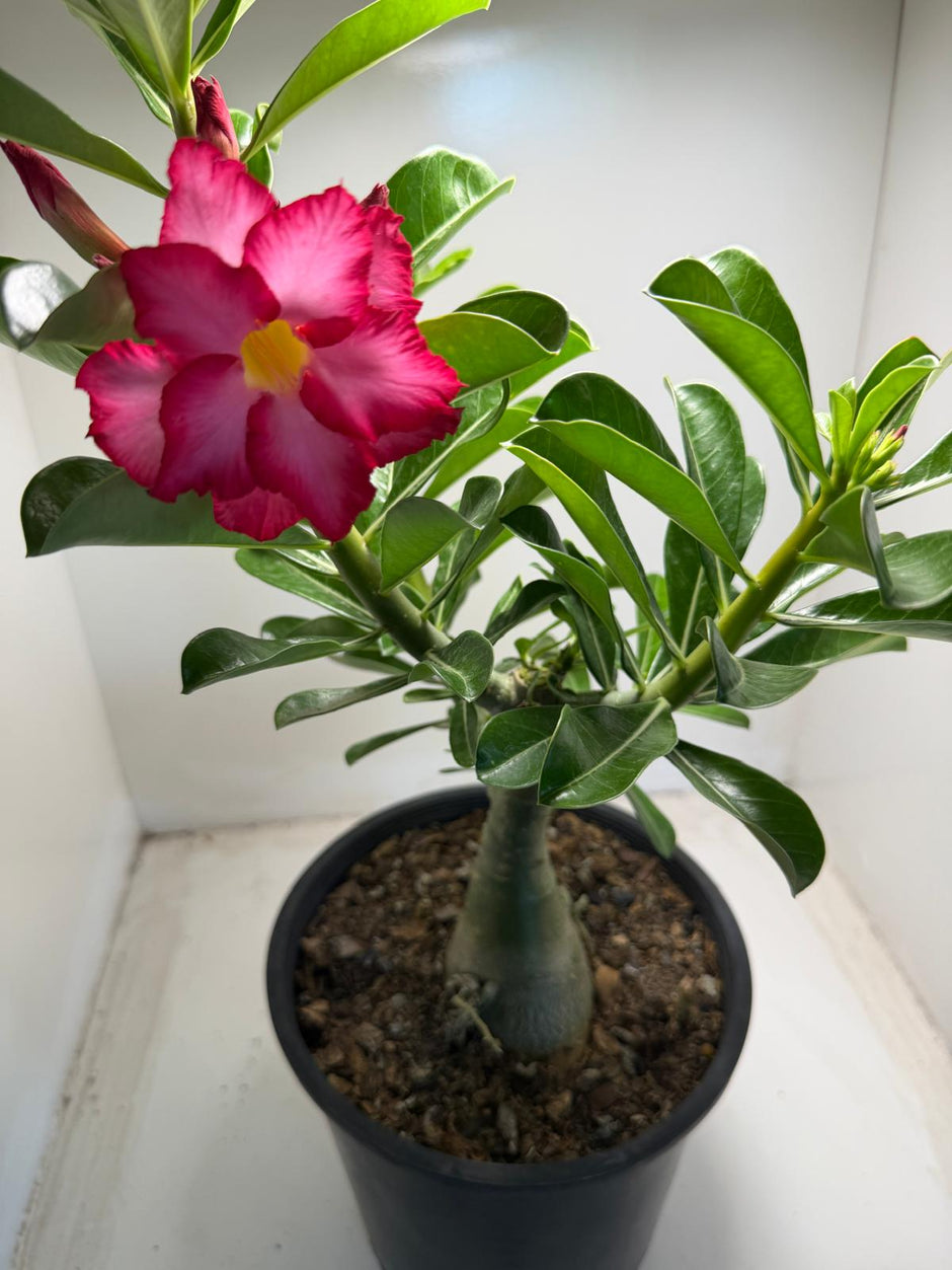 Buy Adenium | Indoor & Outdoor Plants