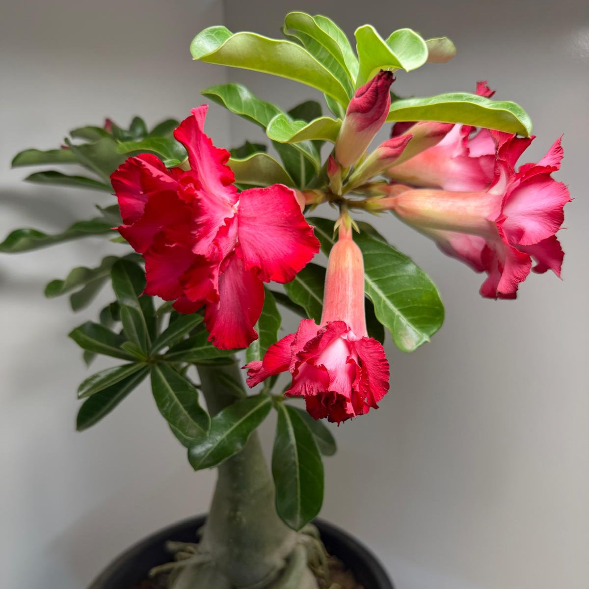 Buy Adenium | Indoor & Outdoor Plants