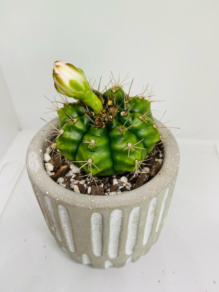 Cacti - Gymnocalycium Stripe – Succulents Online