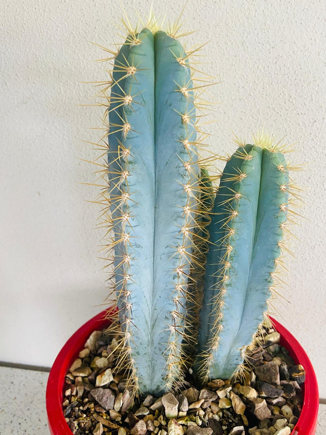 Cacti – Succulents Online