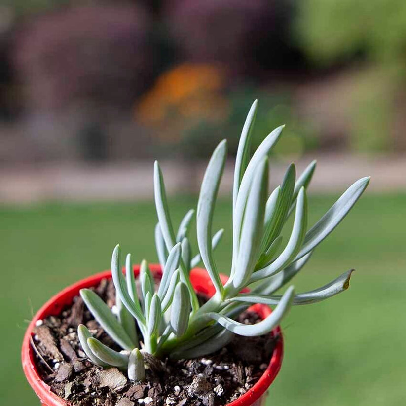 Senecio Blue Chalk Sticks Dwarf – Succulents Online