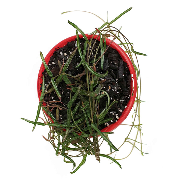 Buy String of needles in Australia online – Succulents Online